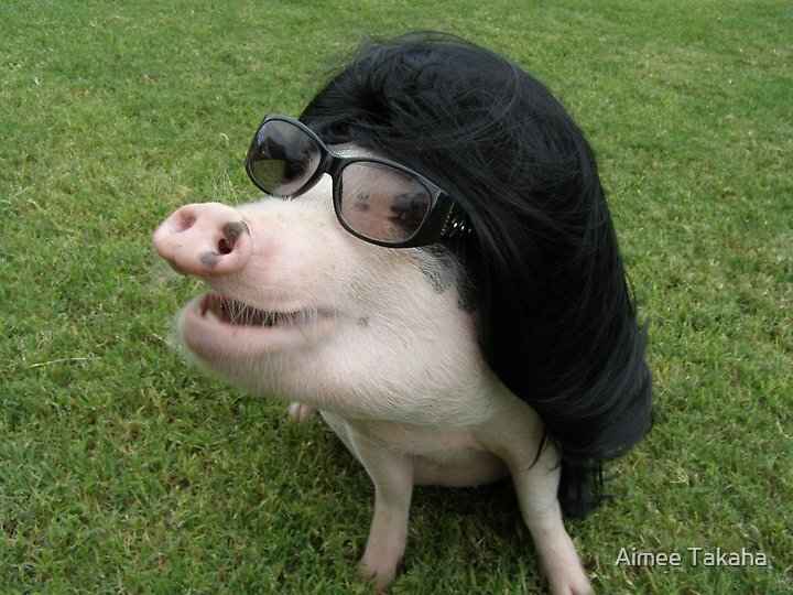 "Pig in Wig" by Aimee Takaha | Redbubble