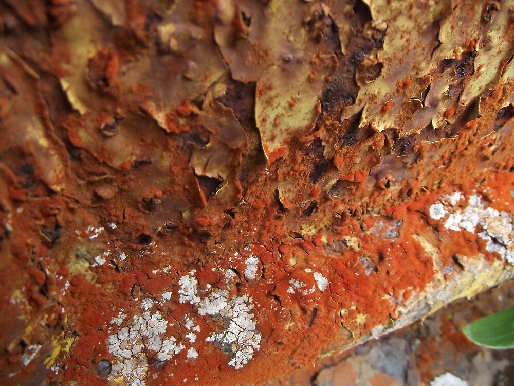  rust Macro By Gaylene Redbubble