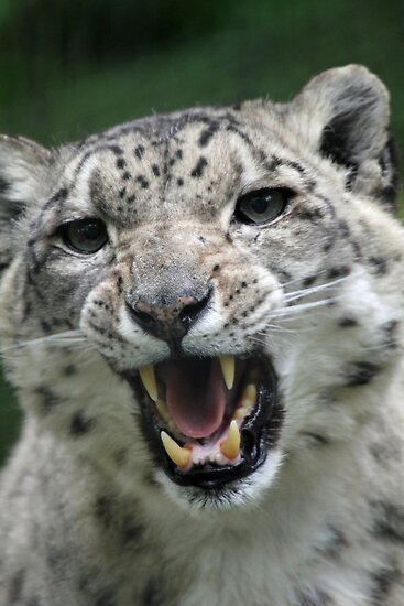 snow Leopards Teeth By Martynb Redbubble snow-leopards-teeth-by-martynb-redbubble
