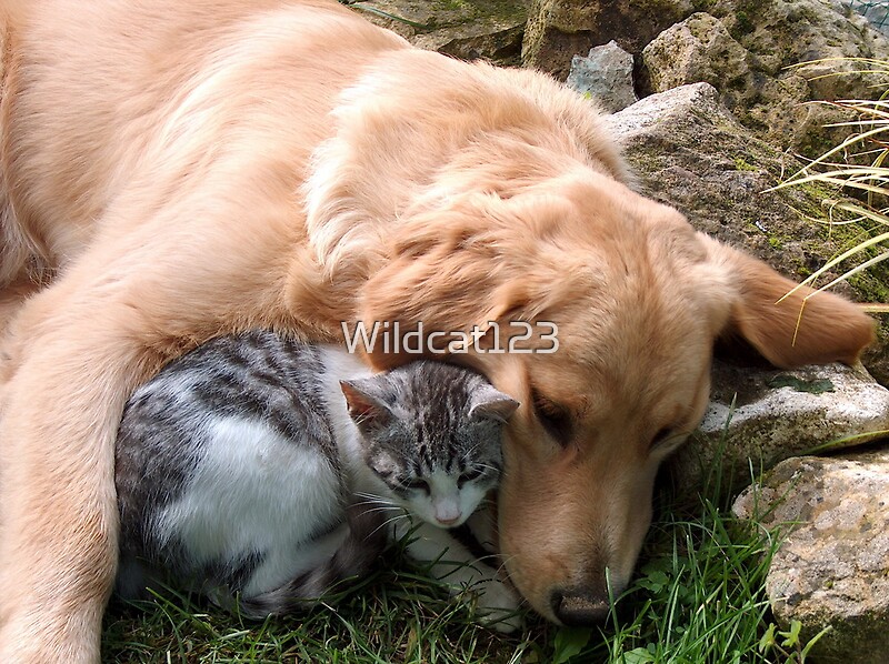 Best Friend Cat And Dog By Wildcat123 Redbubble best-friend-cat-and-dog-by-wildcat123-redbubble
