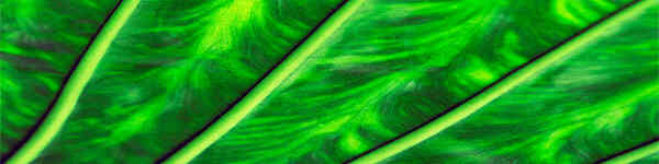 Dency Kane Shop | Redbubble