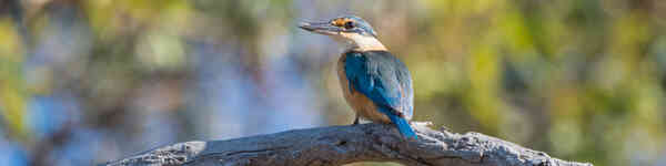 Peter Caddy Shop | Redbubble