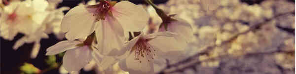 tanoshiijapan Shop | Redbubble