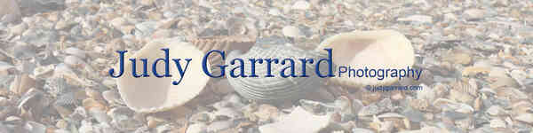 Judy Garrard Shop | Redbubble