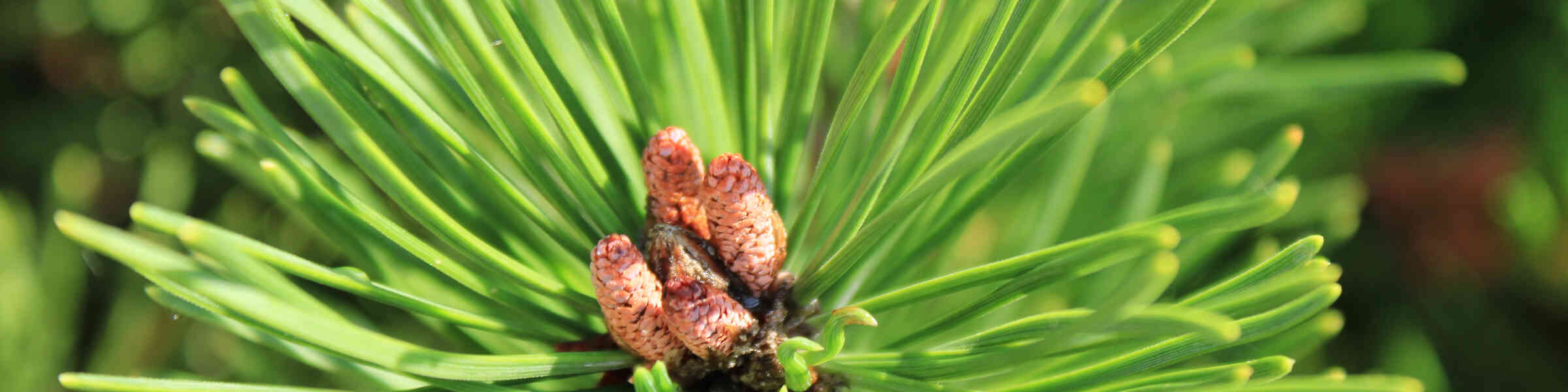 Wafa Dahdal Shop | Redbubble