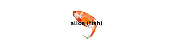 alice (fish) Shop | Redbubble