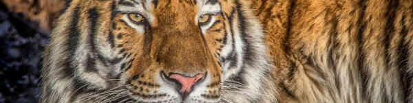 swiro Shop | Redbubble