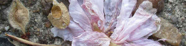 Jeanne Kramer-Smyth Shop | Redbubble