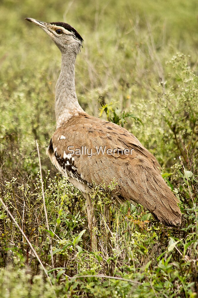 "Plain Turkey - Vicenza Station, QLD" by Sally Werner | Redbubble