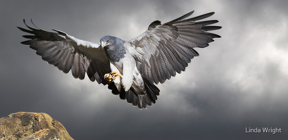Gray Eagle