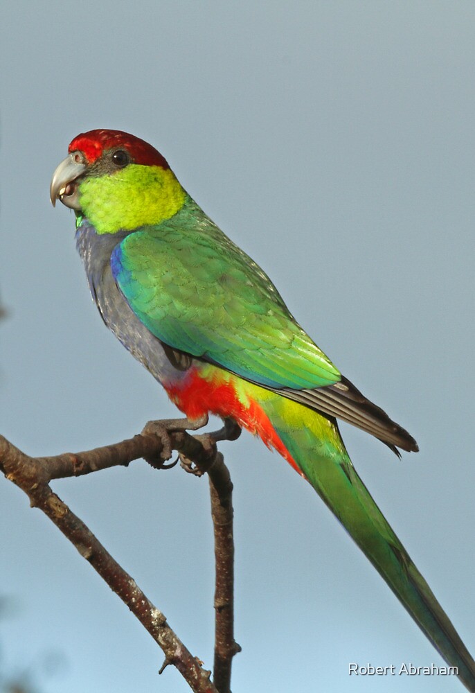 "Red Capped Parrot" by Robert Abraham | Redbubble