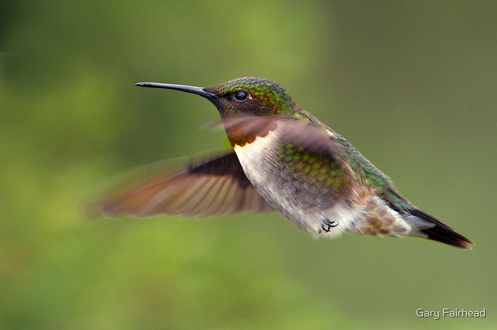 "Teeny Tiny Claws / Ruby Throated Hummingbird" by Gary Fairhead | Redbubble