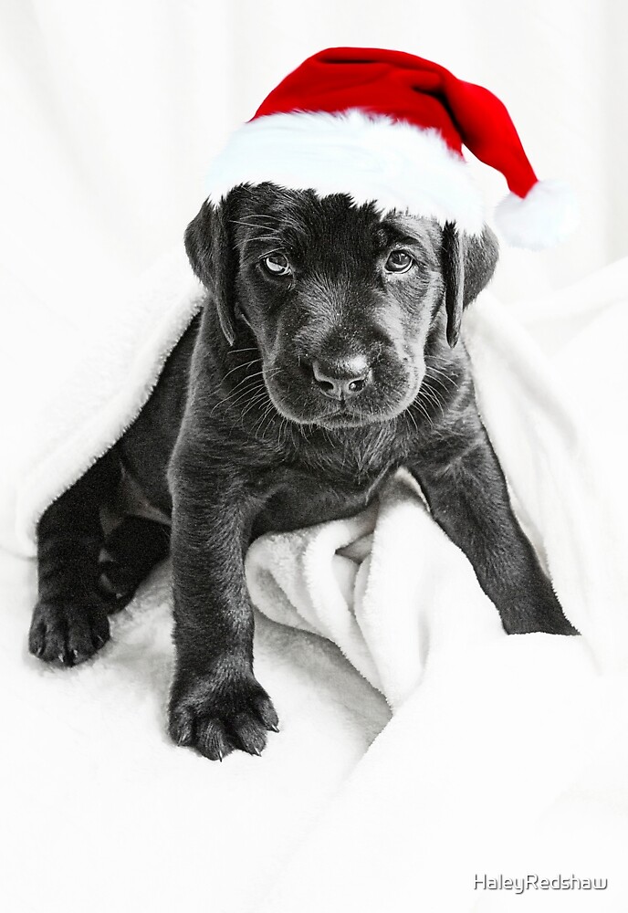 "Black labrador puppy with Christmas hat" by HaleyRedshaw | Redbubble