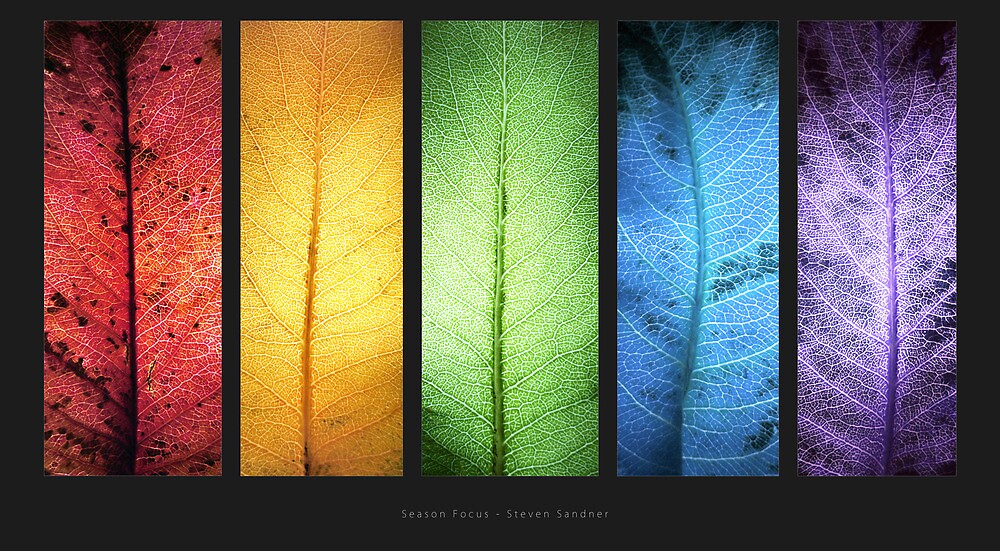 "Season Focus" by Steven Sandner | Redbubble