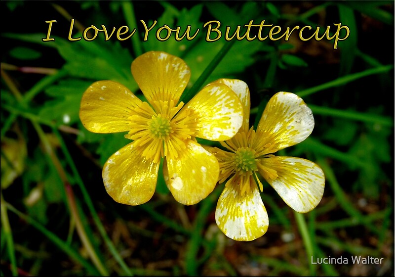 "I Love You Buttercup" by Lucinda Walter | Redbubble