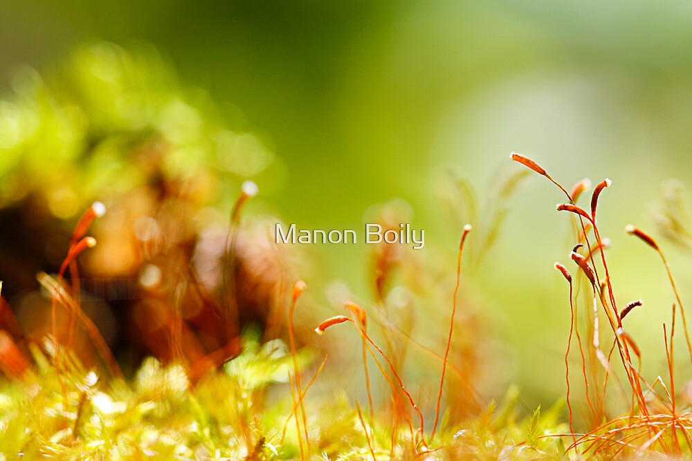 "april moss" by Manon Boily | Redbubble