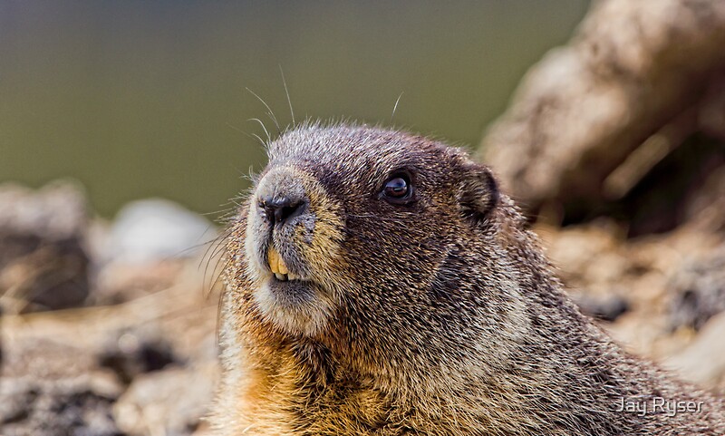 "It's Marmot Season" by Jay Ryser | Redbubble