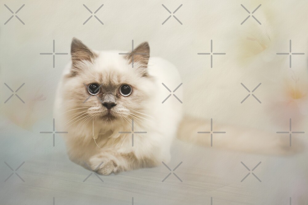 "Himalayan Cat" by Elisabeth Lucas | Redbubble