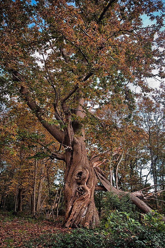 "Spreading Chestnut Tree" by Dave Godden | Redbubble