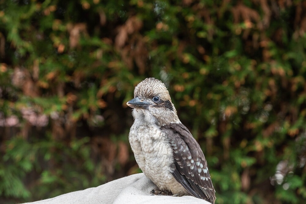 "baby kookaburra" by Justine Gordon | Redbubble