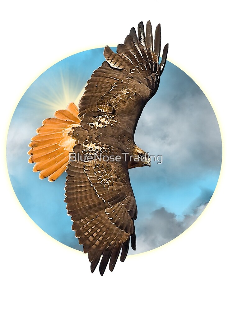 "Red Tail Hawk Flying | Sky Falcon | Falconry | Native American ...