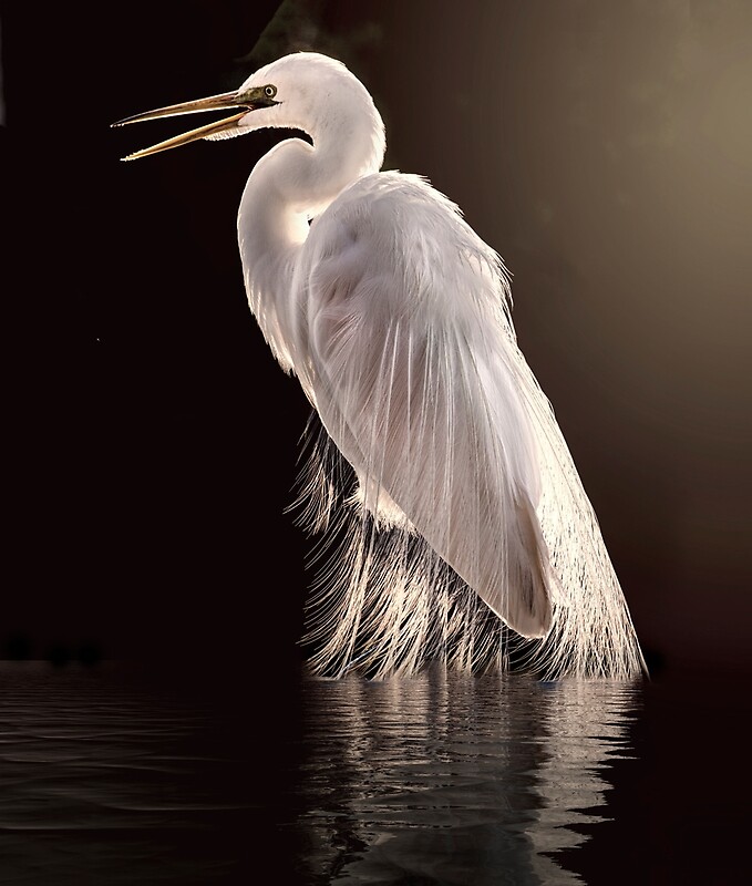 "Egret in the shade" by Brian Tarr | Redbubble