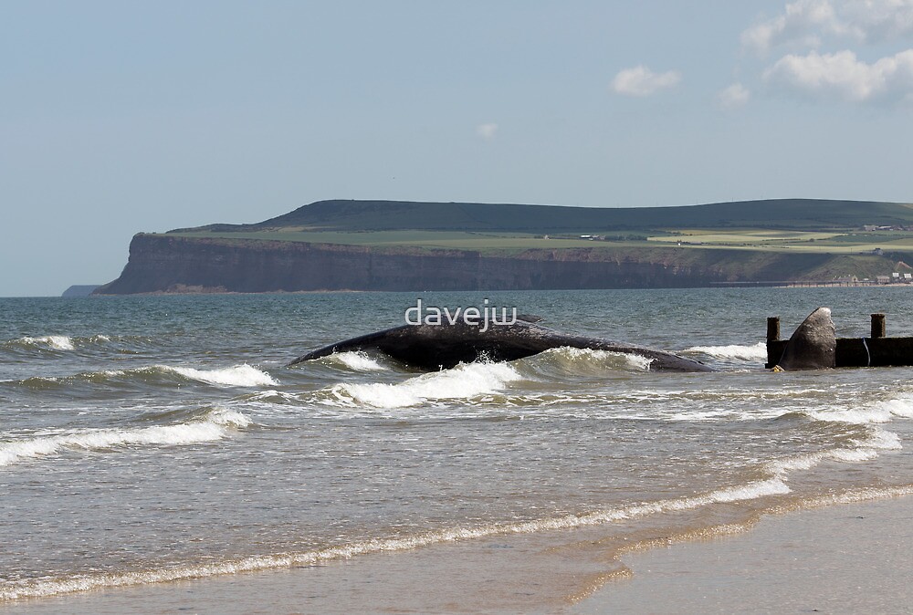 "stranded sperm whale, Redcar beach" by davejw | Redbubble