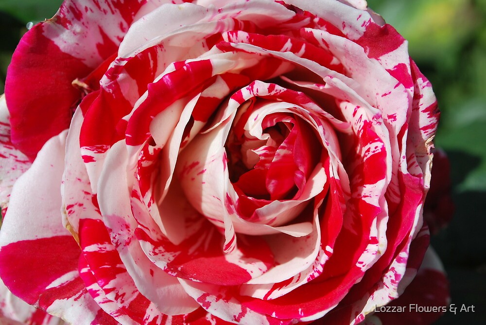 "Red Dash" by Lozzar Flowers & Art | Redbubble