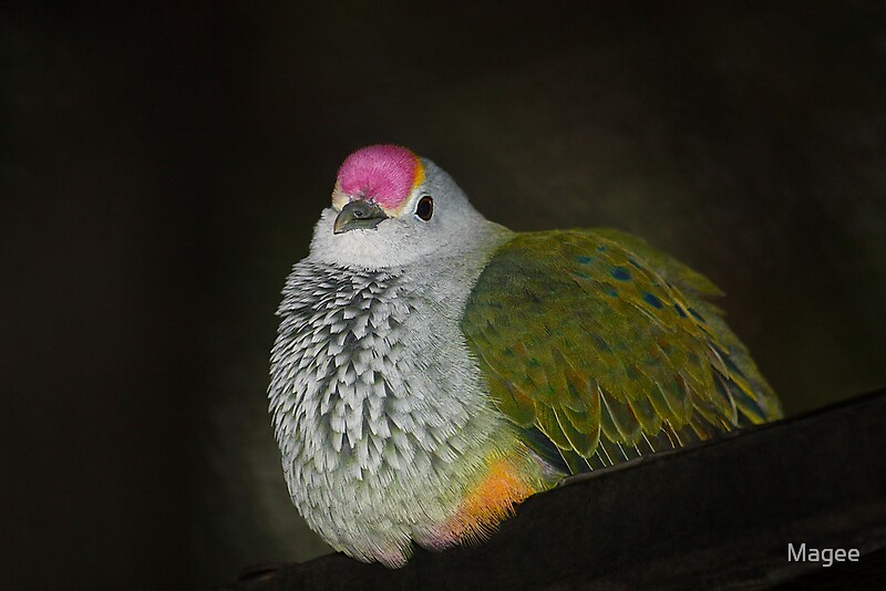 "Rose-crowned Fruit Dove (Ptilinopus regina), " by Magee | Redbubble
