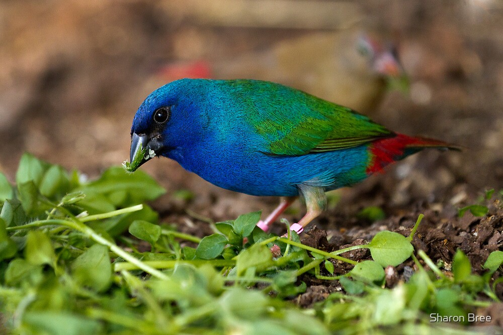 "Tri Coloured Parrot Finch" by Sharon Bree | Redbubble