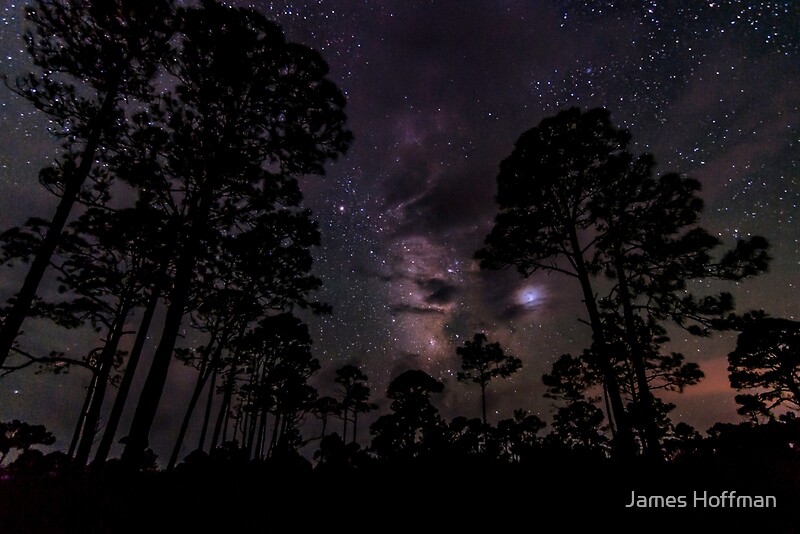 "Starlight in the Pines" by James Hoffman | Redbubble