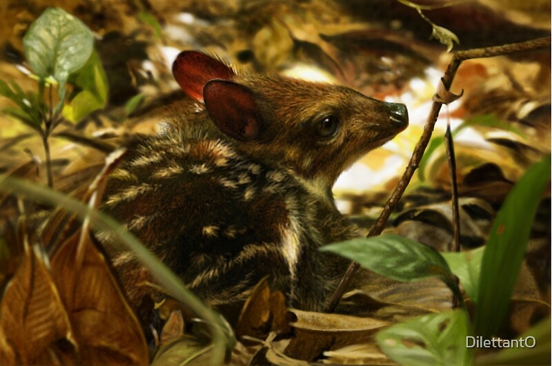 "WATER CHEVROTAIN ( Hyemoschus aquaticus) DIGITAL PAINTING, NOT A ...