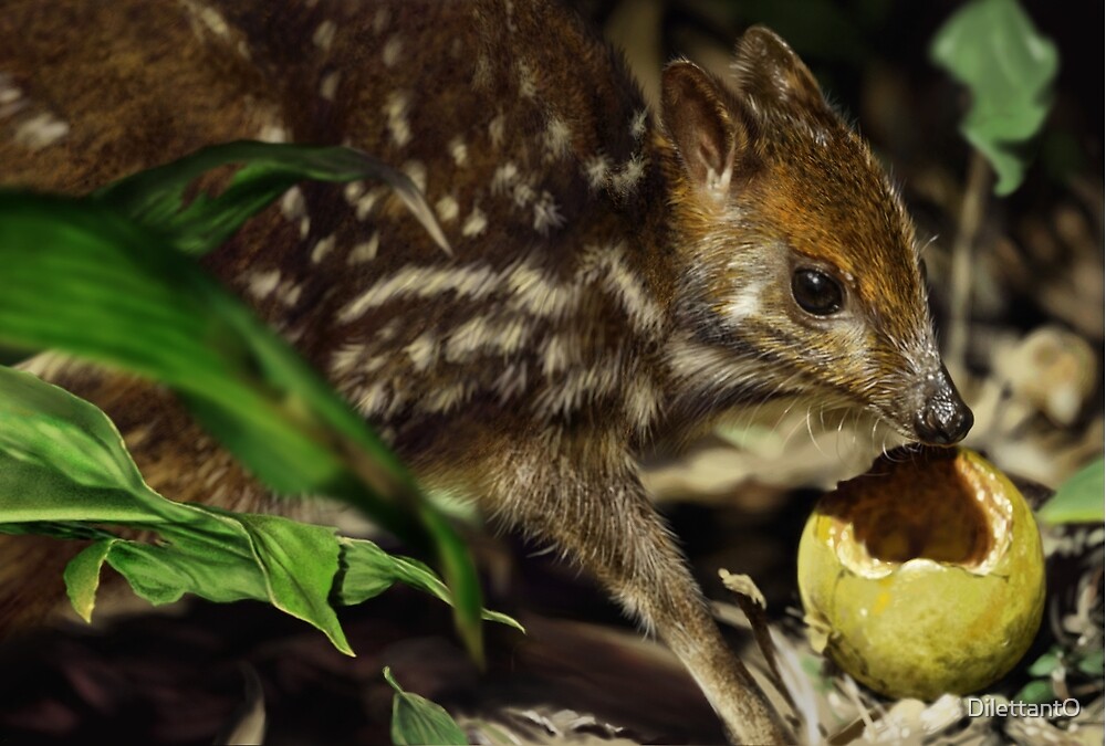 "WATER CHEVROTAIN ( Hyemoschus aquaticus) DIGITAL PAINTING, NOT A ...
