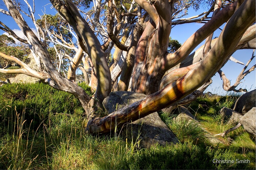 "Snow Gum in Summer, Charlotte Pass, NSW, Australia" by Christine Smith ...