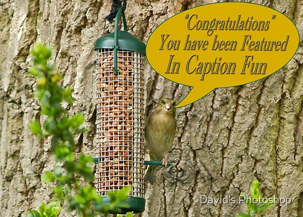 "Caption Fun Feature Banner" by David's Photoshop | Redbubble