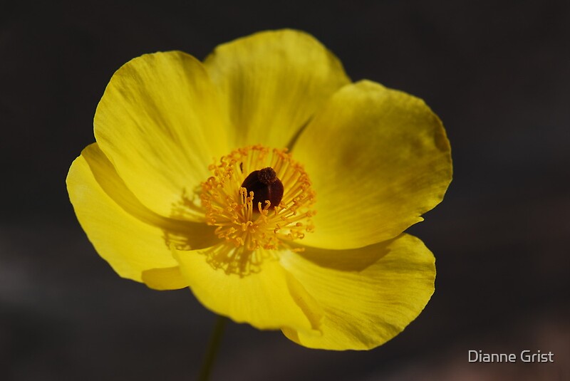 "Bear Paw Poppy" by Dianne Grist | Redbubble
