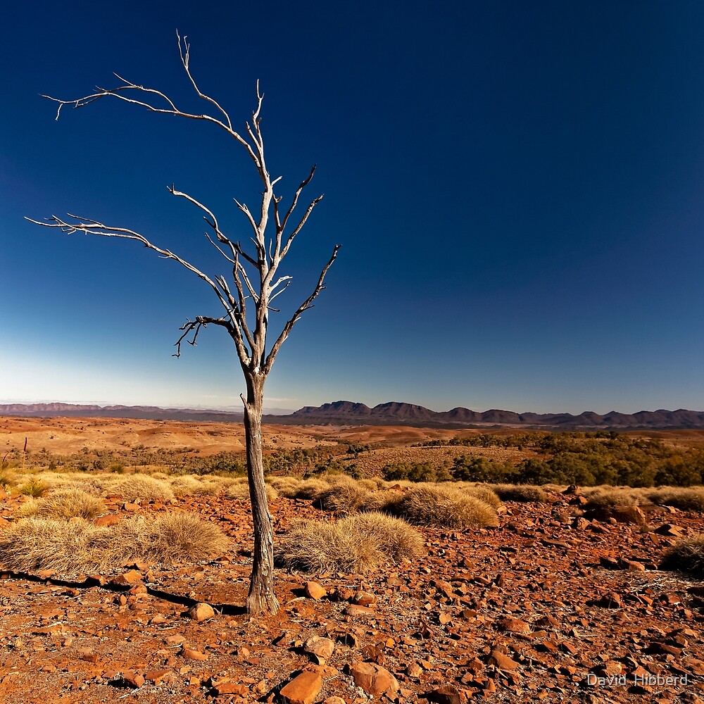 "Lone Tree" by David Hibberd | Redbubble