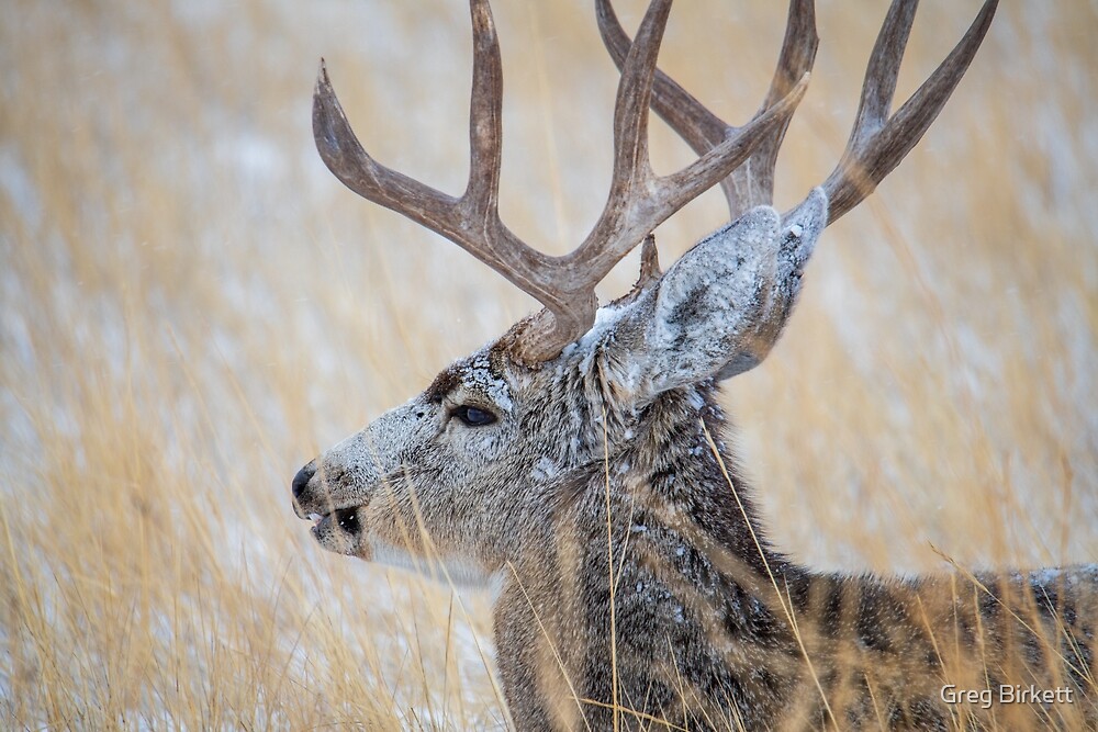 « Cerf de glace » par Greg Birkett | Redbubble