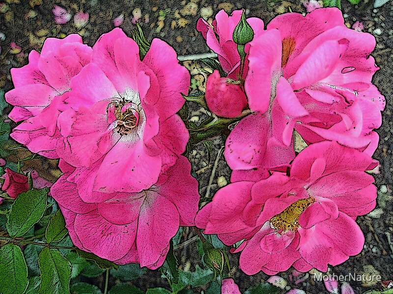 "Old-Fashioned Pink Climbing Roses - Enhanced" by MotherNature | Redbubble