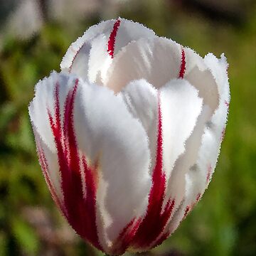 "Tulip Semper Augustus White and Red Design" Poster for Sale by Pikmi ...