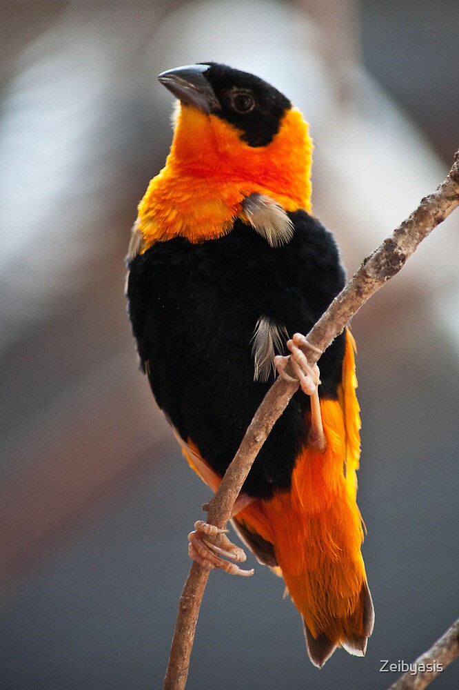 ""Orange Bishop Finch" at Cheyenne Mountain Zoo" by Zeibyasis | Redbubble