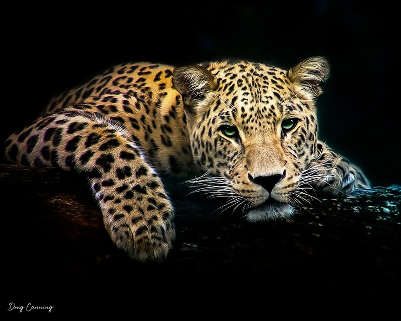 "Last Watch" by Doug Canning | Redbubble
