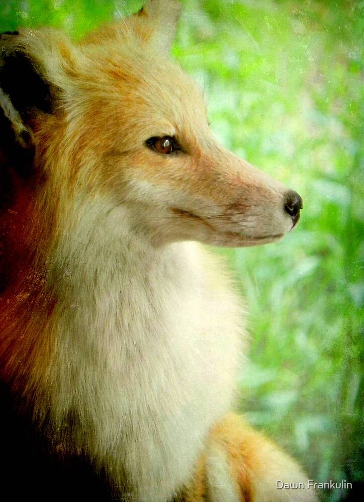 "This is my best side!!!...White Tailed Fox ©" by Dawn Becker | Redbubble