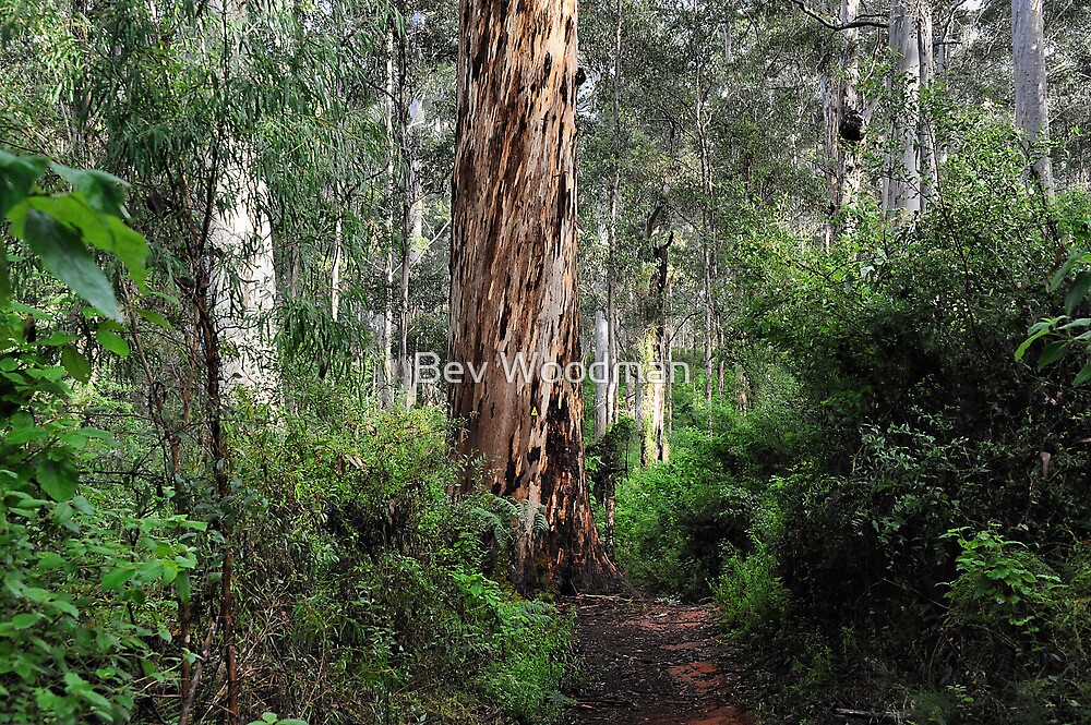 "Karri Tree Walk - Pemberton WA" by Bev Woodman | Redbubble