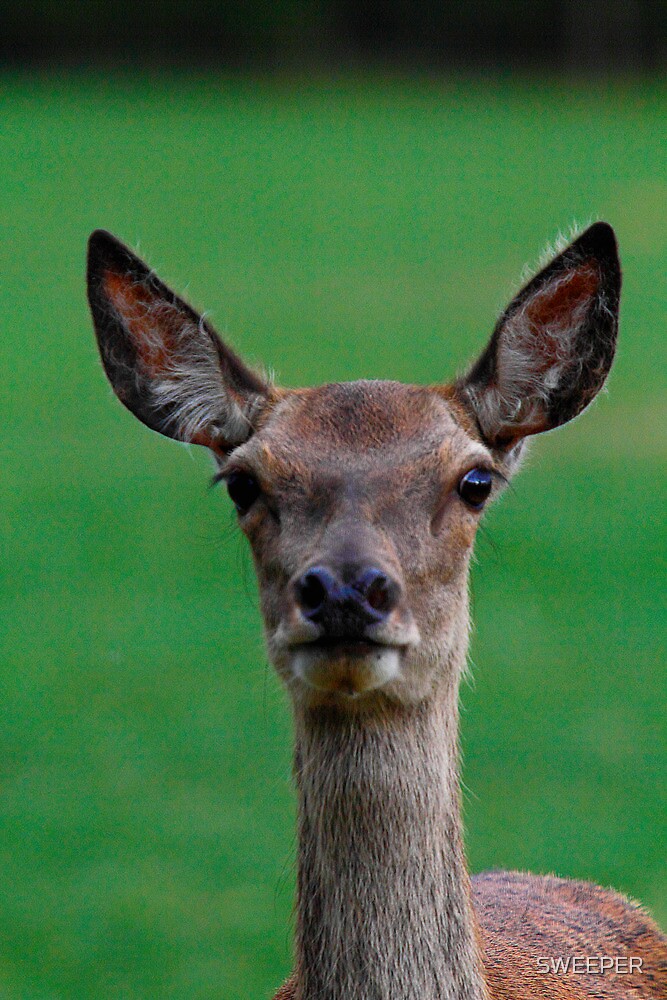 "Young red dear doe ." by SWEEPER | Redbubble