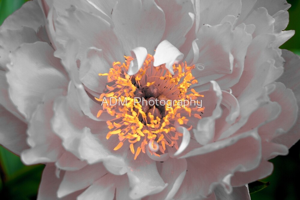 "Unique Peony" by ADM Photography | Redbubble