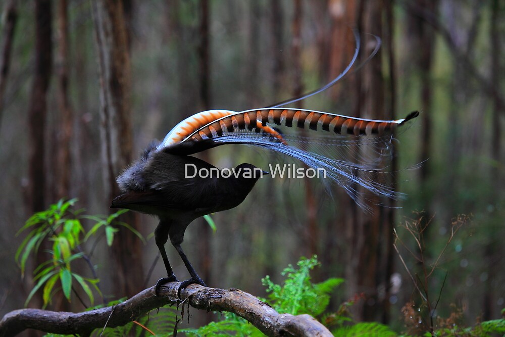 "Superb Lyrebird" by Donovan Wilson | Redbubble