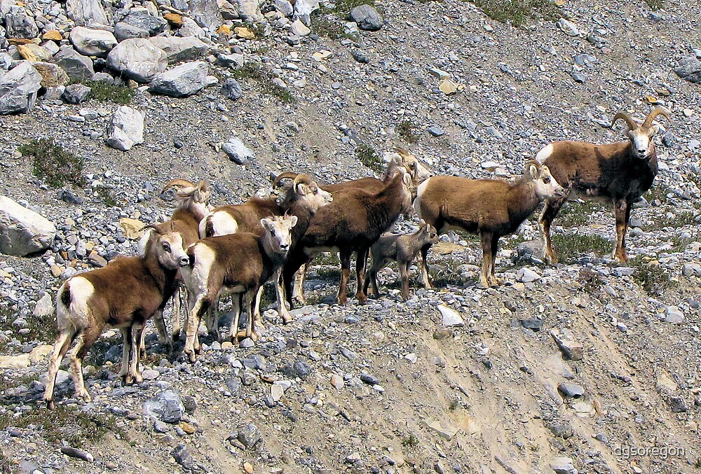 "Stone Sheep BC Canada " by Donald Siebel | Redbubble