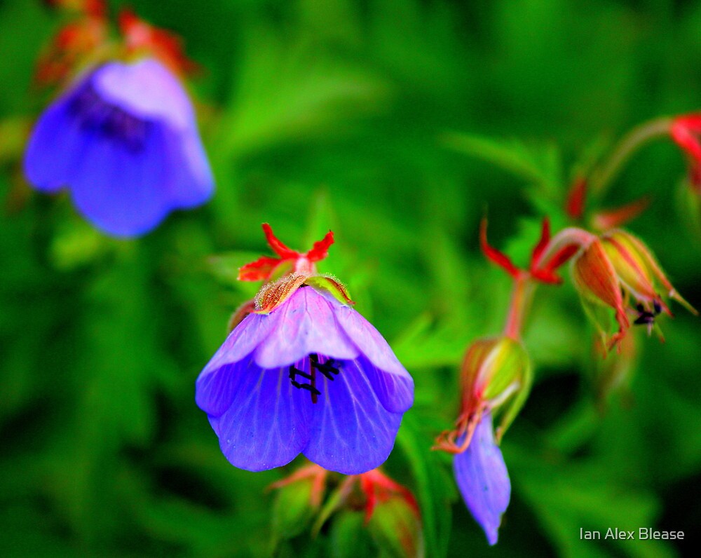 "Meadow Cranesbill, Geranium pratense, Wild Flower" by Ian Alex Blease ...