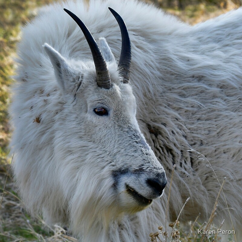 "Mountain Goat Portrait " by Karen Peron | Redbubble